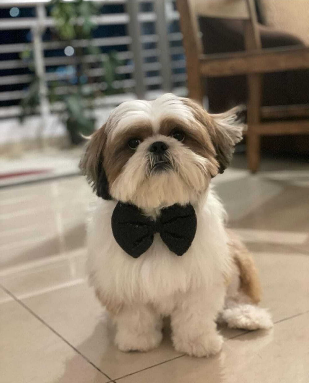 Trade Options using India’s Largest Brokers - Sensibull